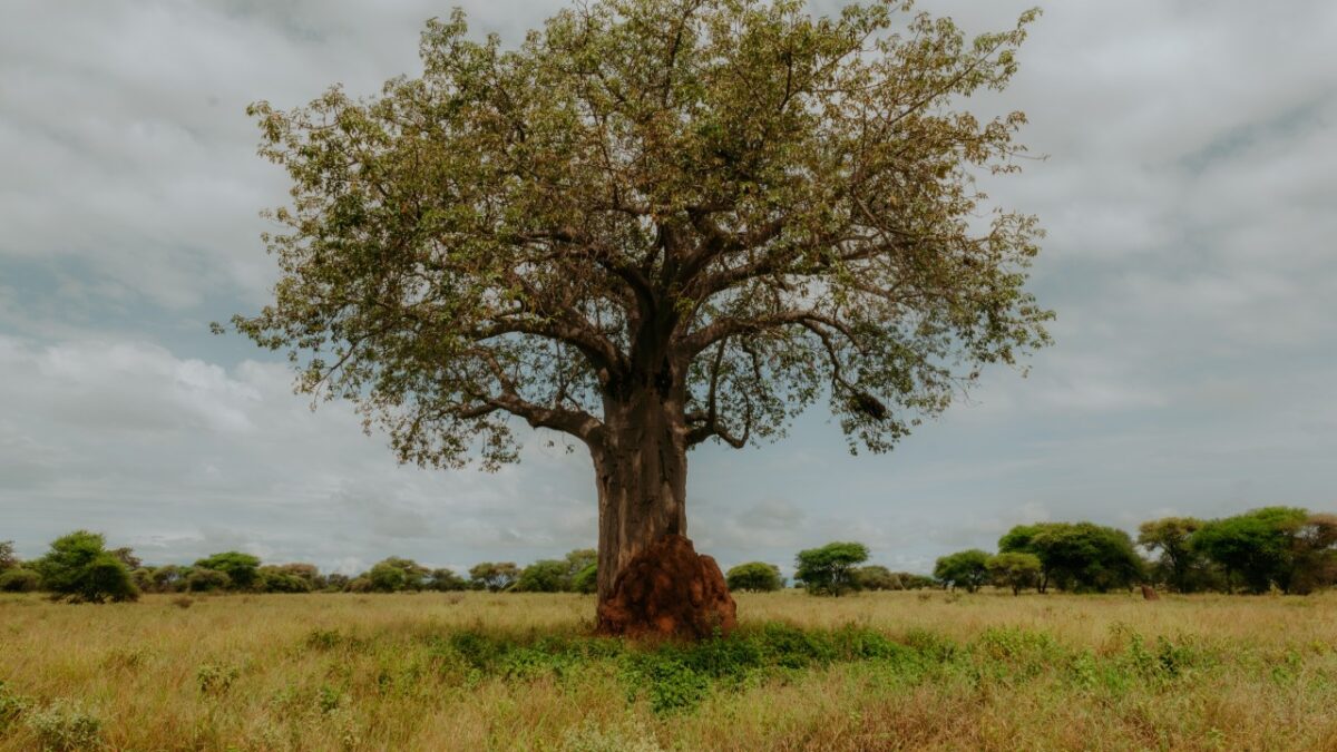 The Baobab: Africa’s Ancient Tree of Life