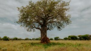 The Baobab: Africa’s Ancient Tree of Life